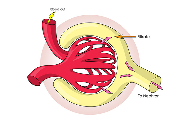 slmillustration - Functions of the Kidneys