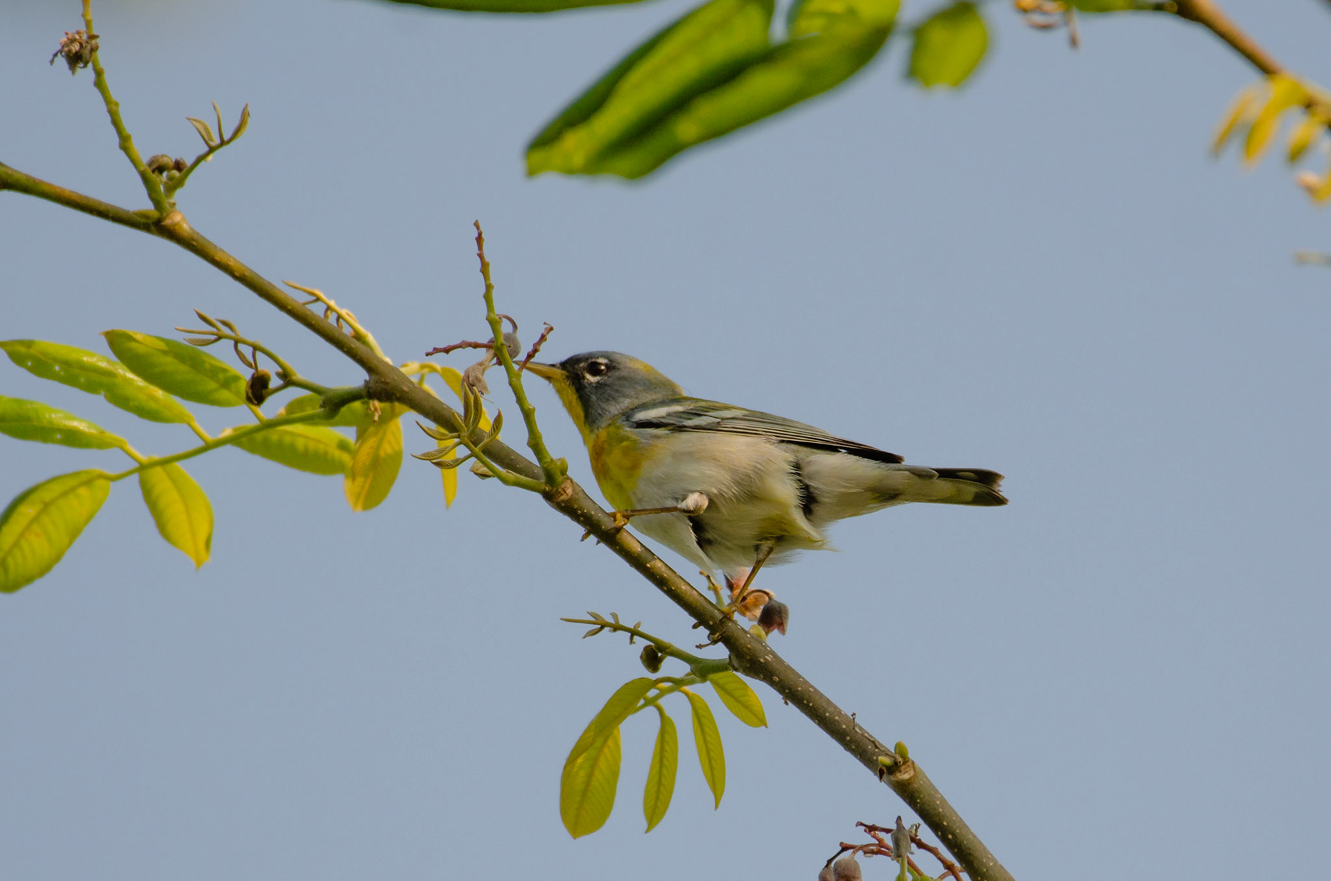 Ken Reichner - Key West Birds Portfolio
