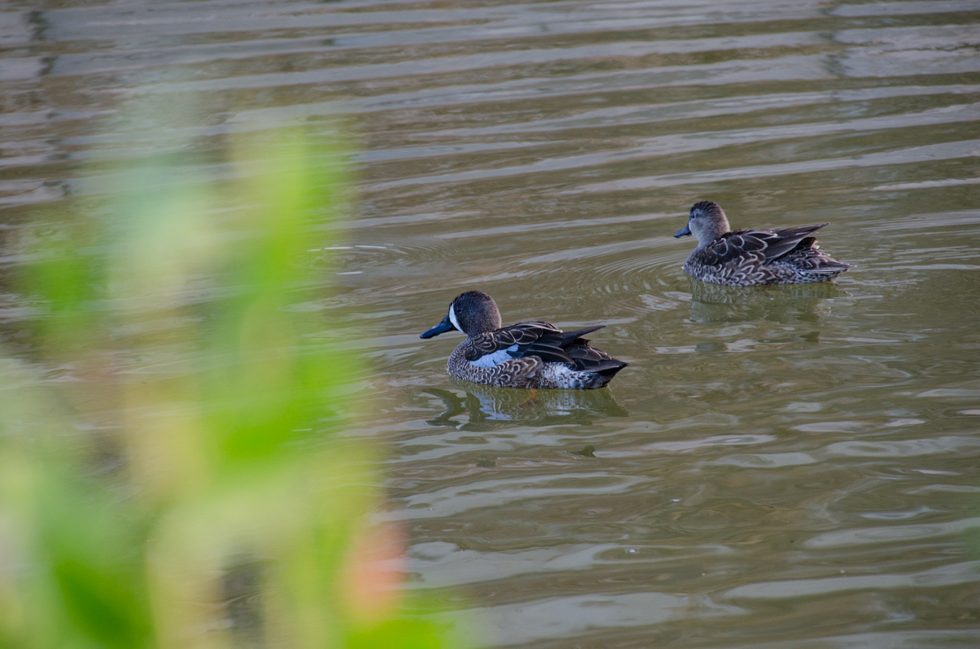 Ken Reichner - Key West Birds Portfolio