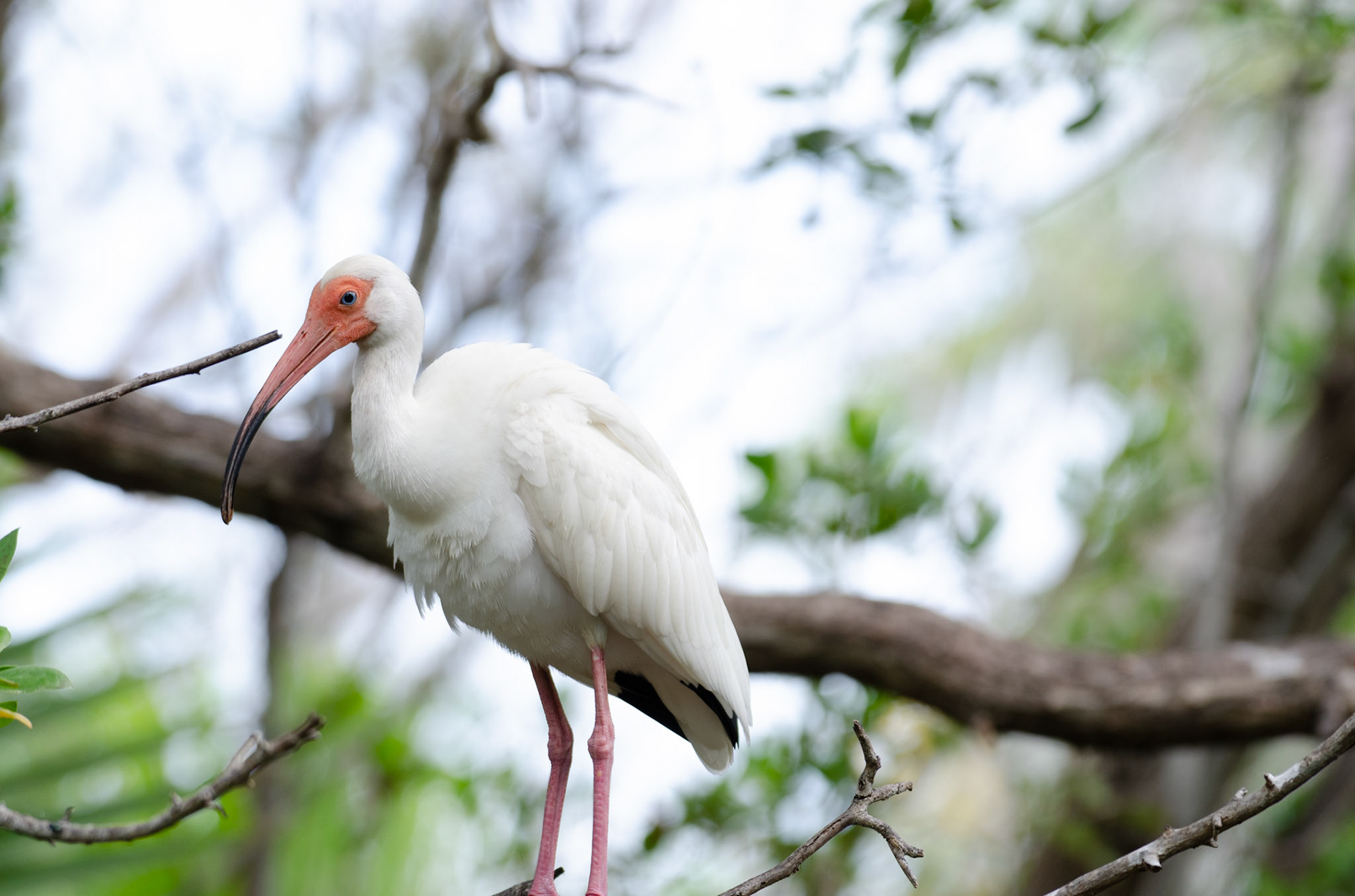 Ken Reichner - Key West Birds Portfolio