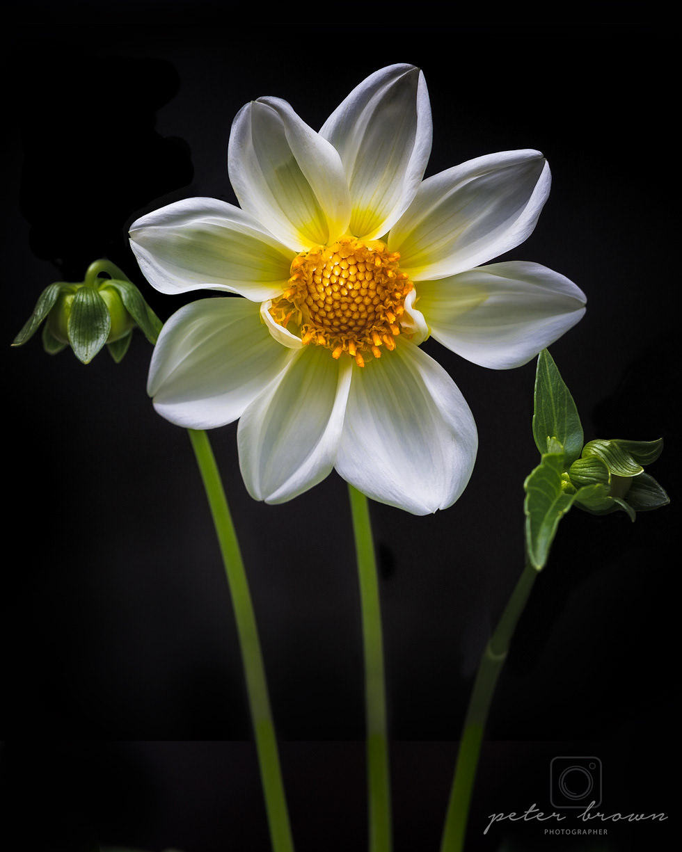 Peter Brown Photographer