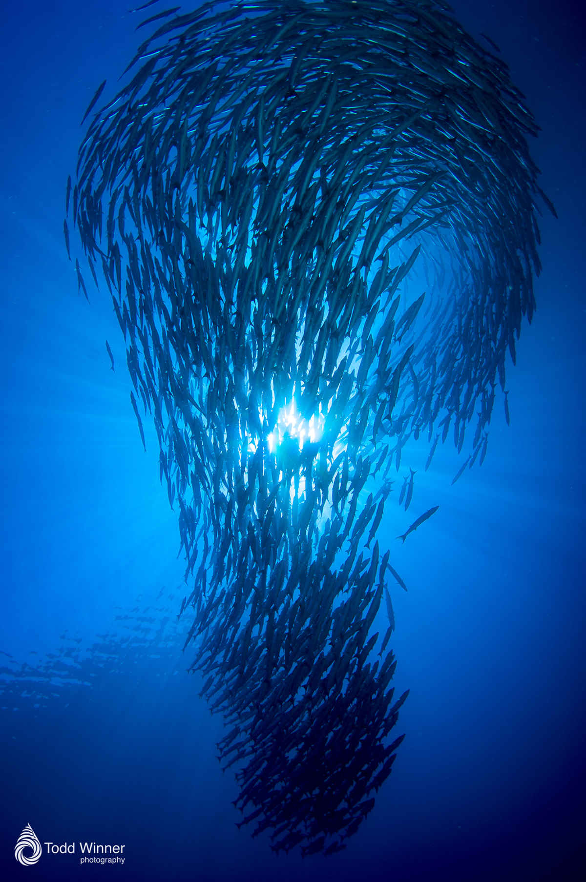 Todd Winner Photography