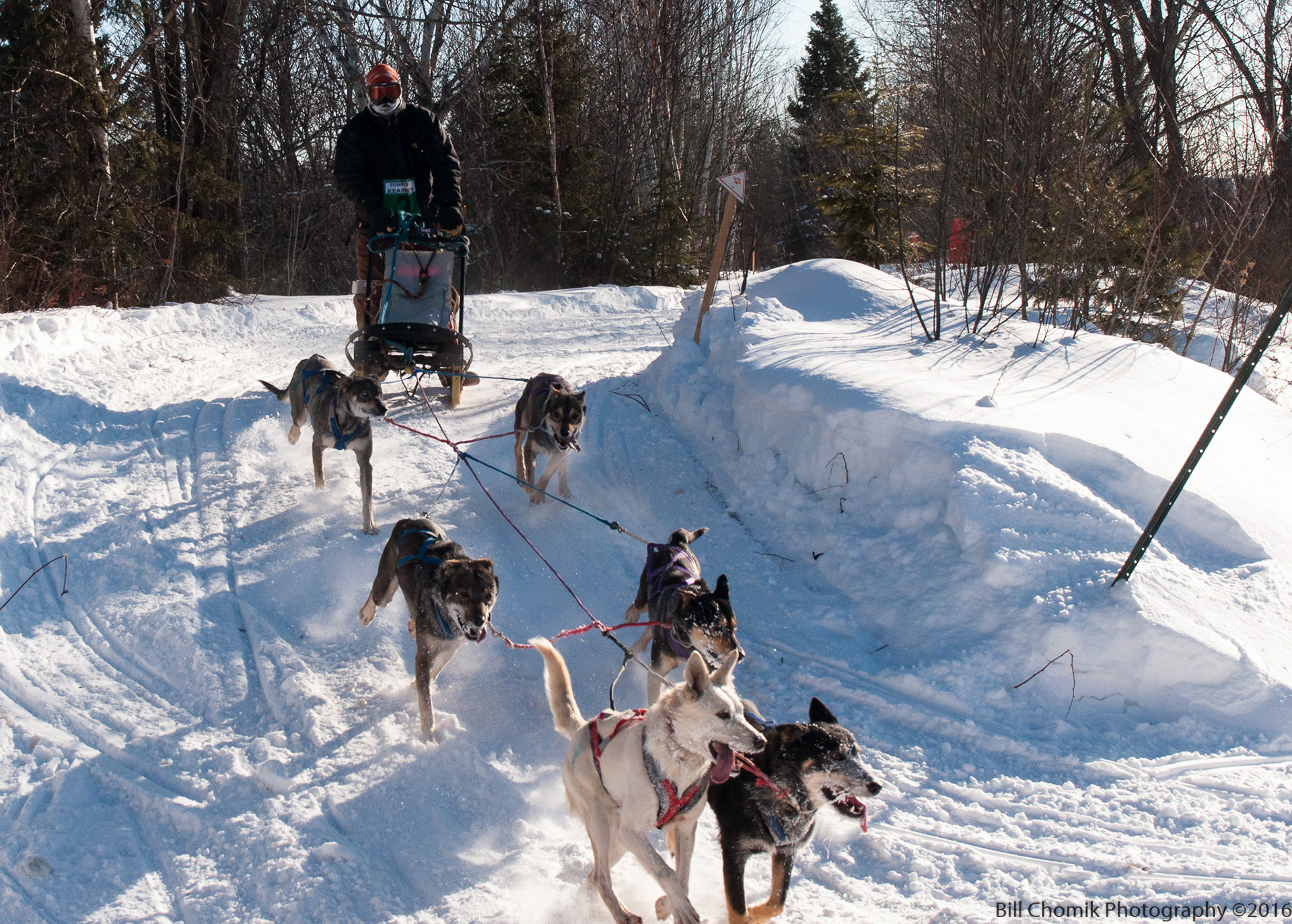 Bill Chomik Photography - Dog Sled Racing