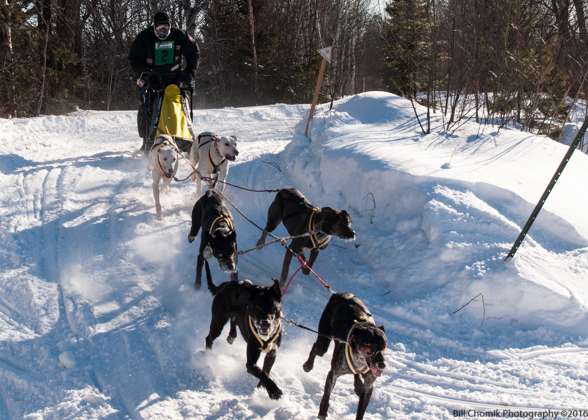 Bill Chomik Photography - Dog Sled Racing