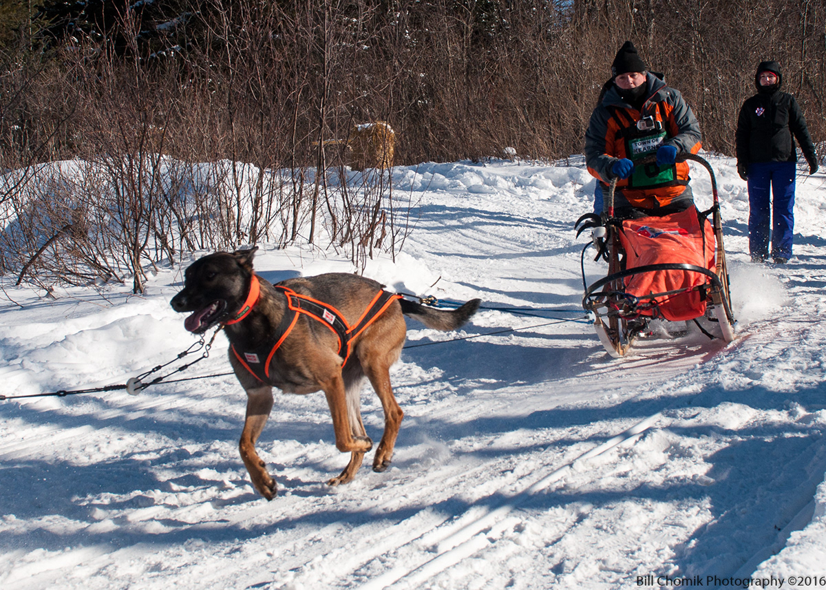 Bill Chomik Photography - Dog Sled Racing