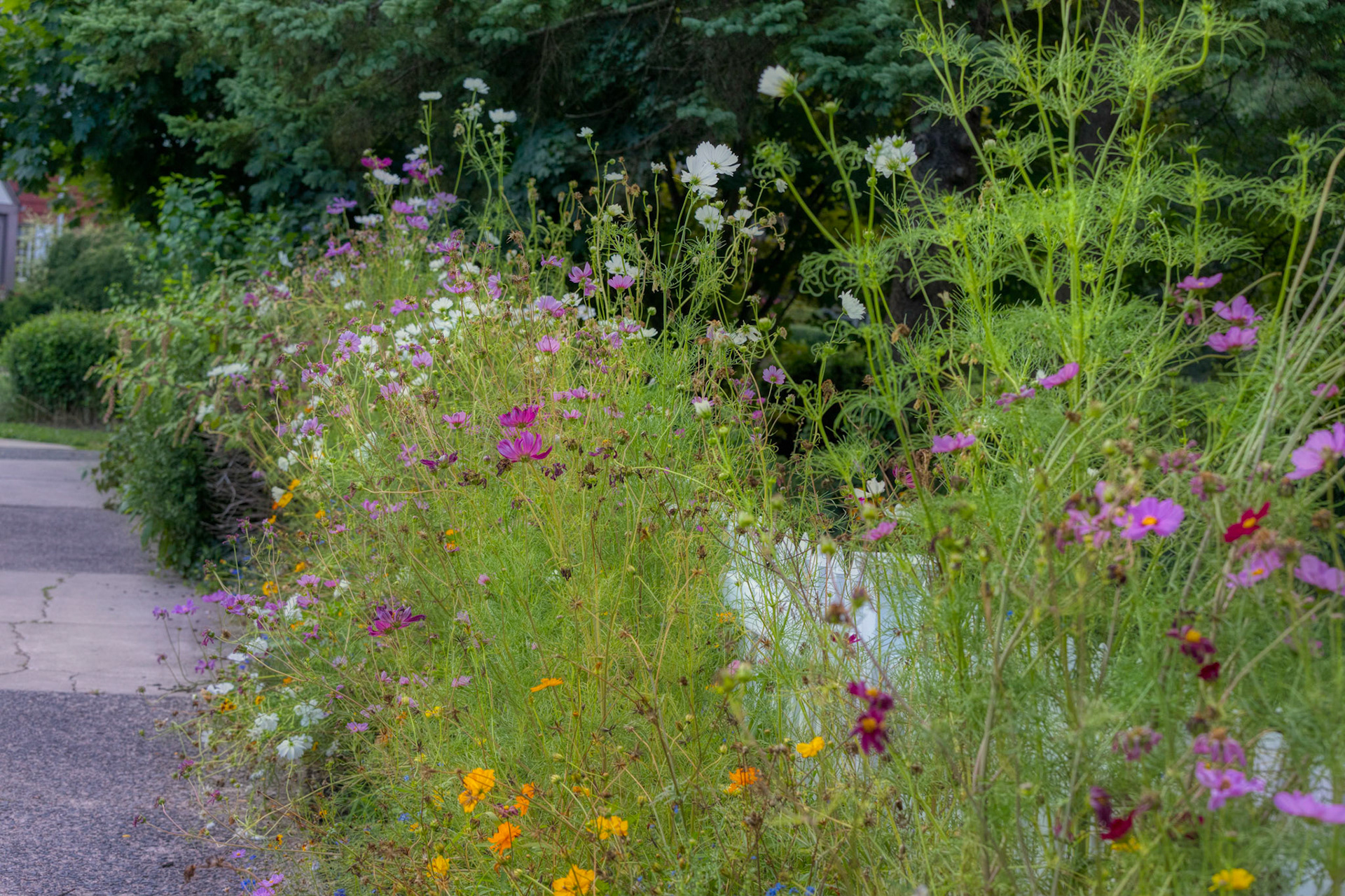 Vladimir Brook - Radburn park