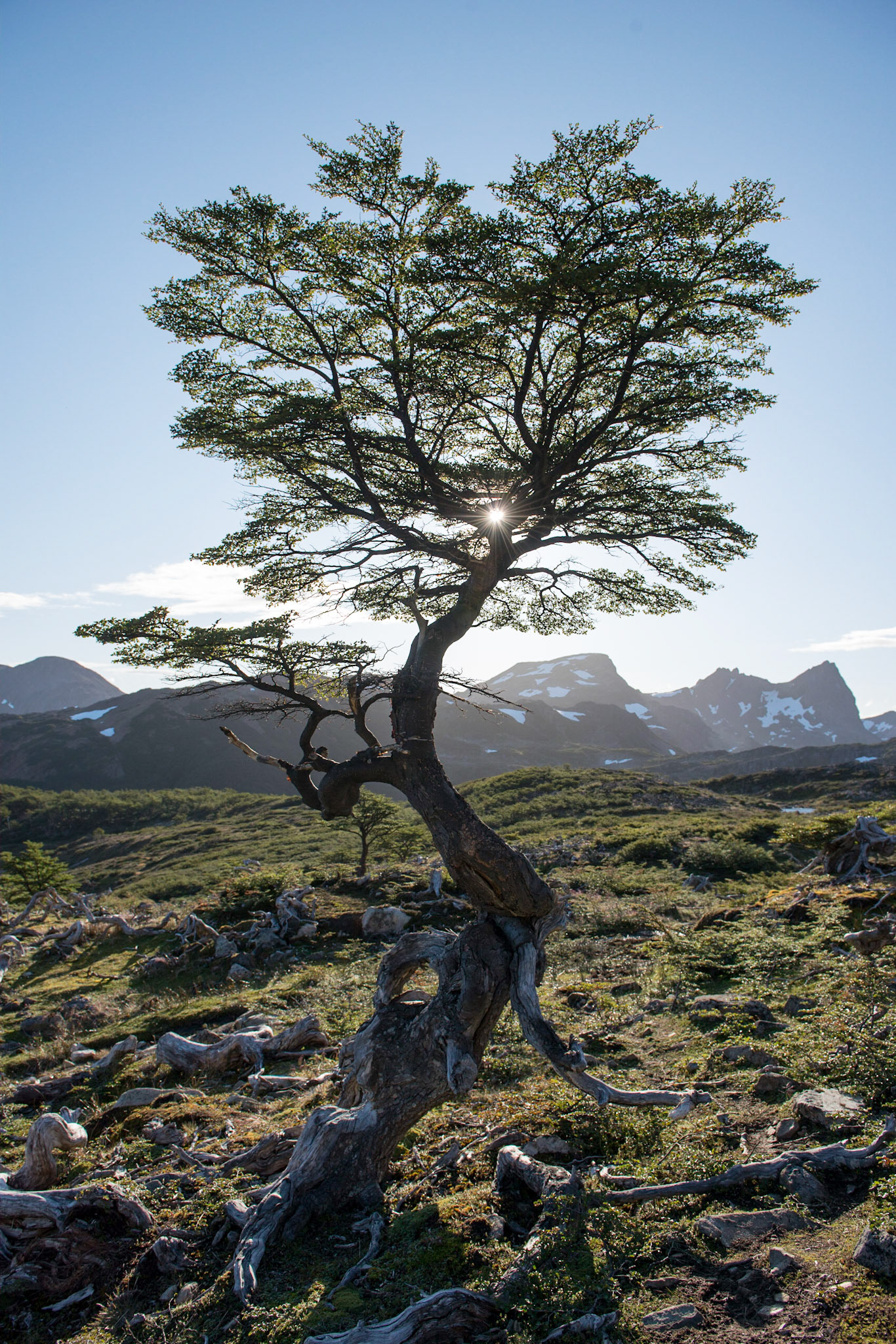 PerIngvar Design - Tremendous Trees