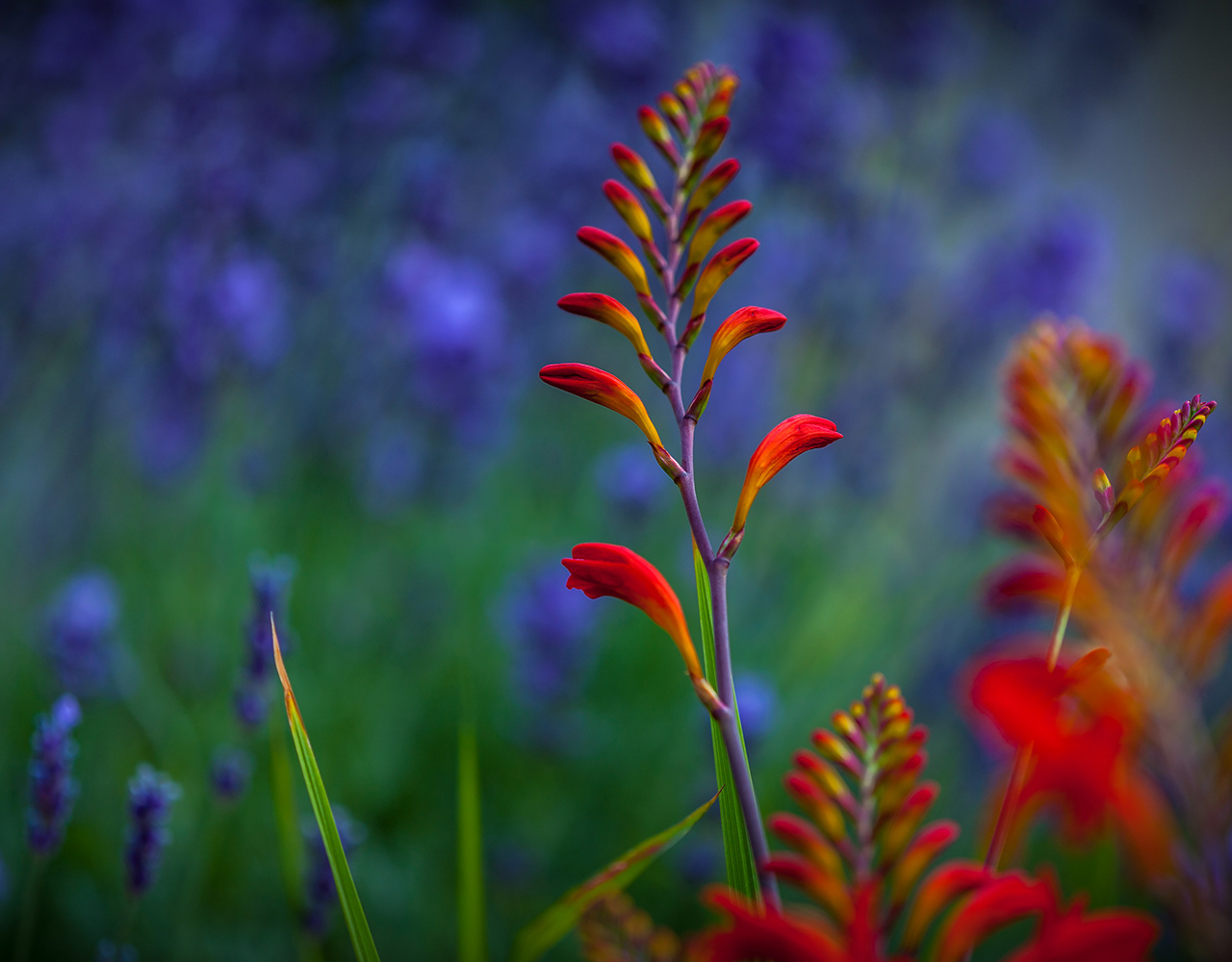 DAVID PERRY PHOTOGRAPHER