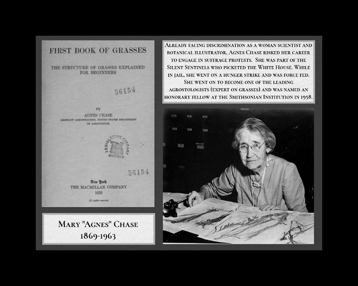 Suffragette City 100 - 74. Mary “Agnes” Chase
