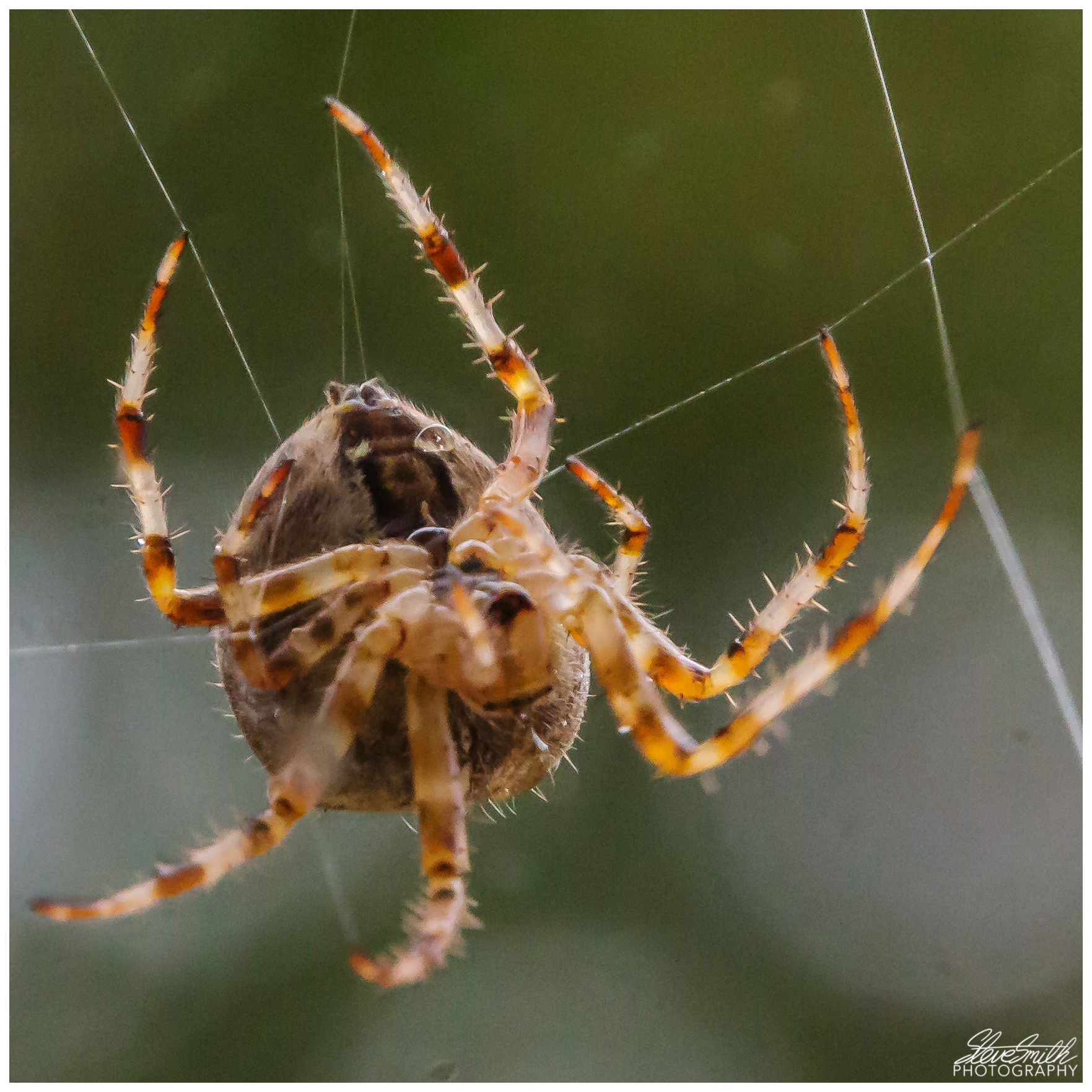 Steve Smith Photography - Spider spinning its web