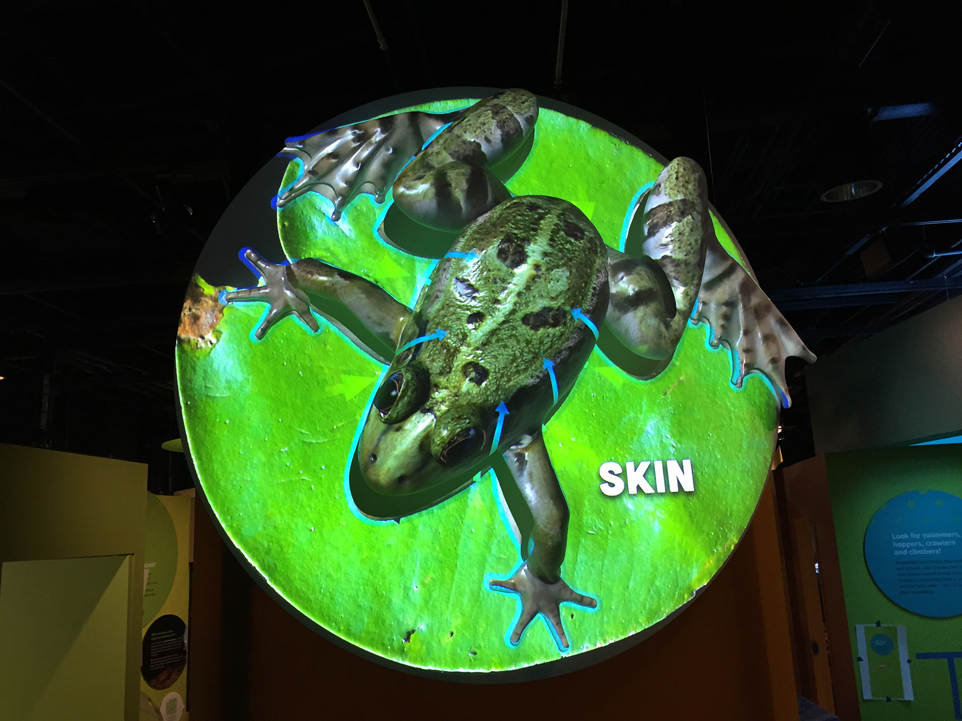 Brian Dinh - The Shedd Aquarium - Frog Projection Map