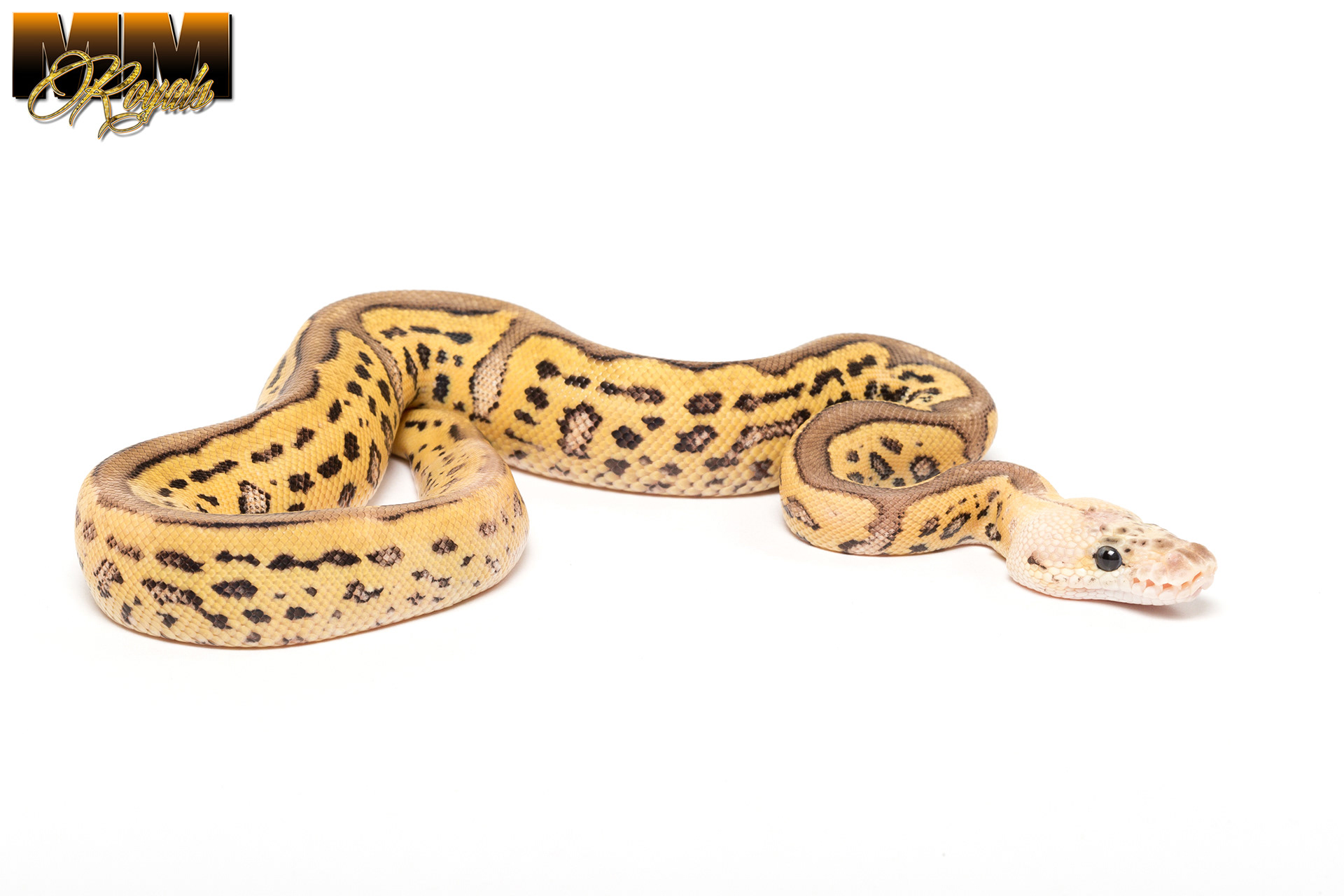 MM Royals by Matt Mattera - Pastel Yellow Belly Leopard Clown