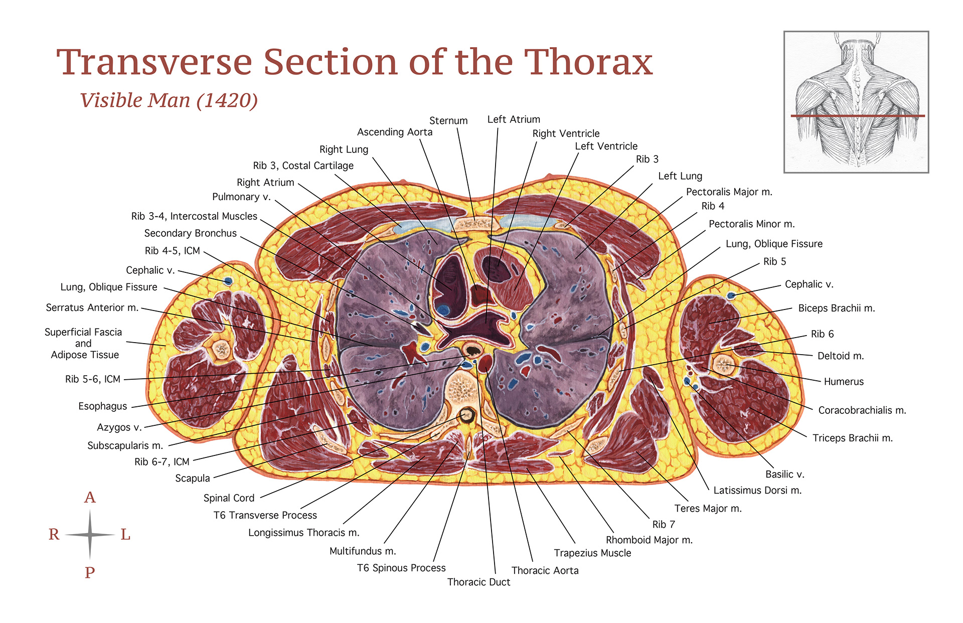 Lydia Sharp - Transverse Section of the Thorax